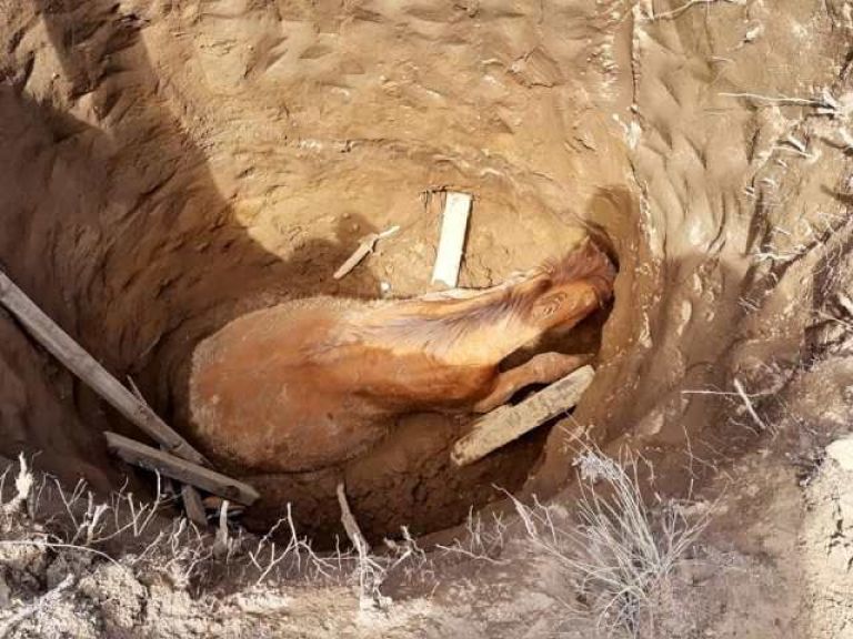 Exitoso rescate de un caballo que había caído en un pozo | Diariamente ...